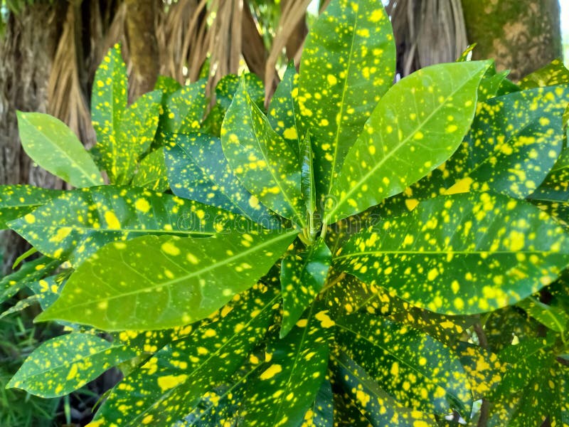 Spotted Laurel Shrub in the Garden. Stock Image - Image of decorative ...