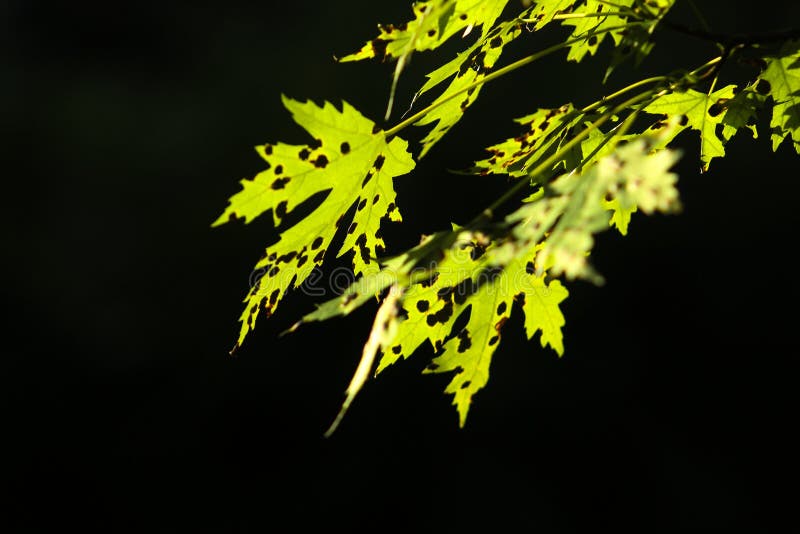 Spotted Leaves stock photo. Image of spots, leaves, nature - 77313922