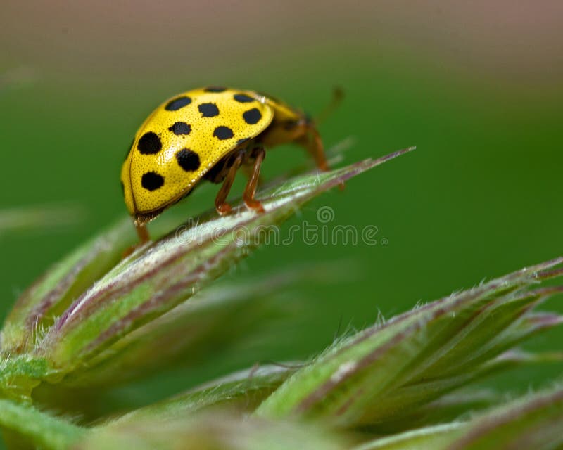 Beetle Ladybird Adalia Bipunctata Stock Photo - Image of adalia ...