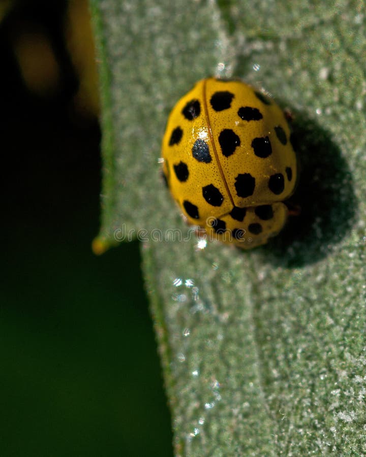 Beetle Ladybird Adalia Bipunctata Stock Photo - Image of adalia ...