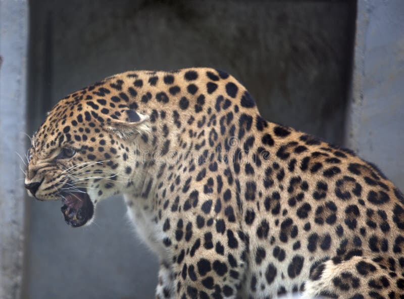 Spotted leopard stock photo. Image of beijing, carnivore - 15887068
