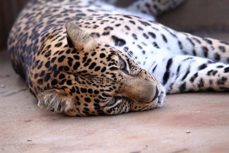 Spotted leopard stock image. Image of large, spots, torso - 16128027