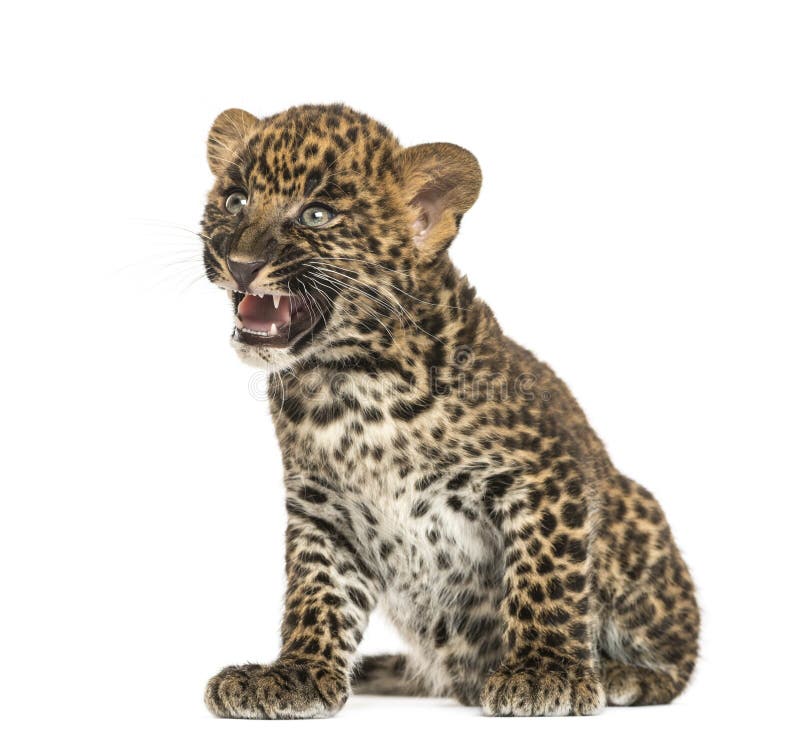 Spotted Leopard Cub Sitting- Panthera Pardus, 7 Weeks Old Stock Image ...