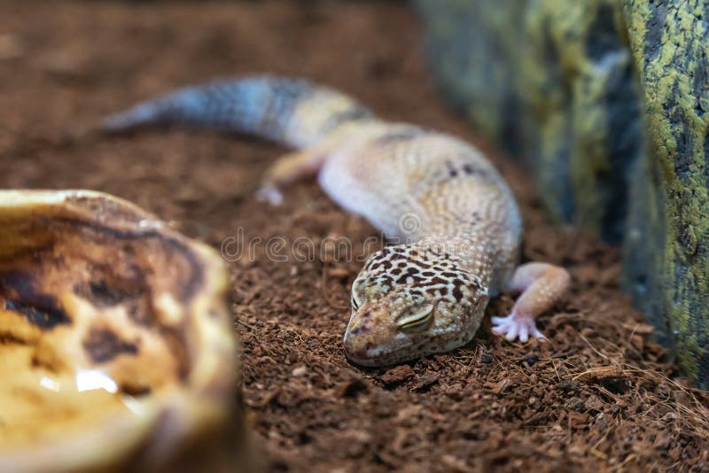 Spotted Leopard Gecko Dozing in a Terrarium.Eublepharis Macularius ...