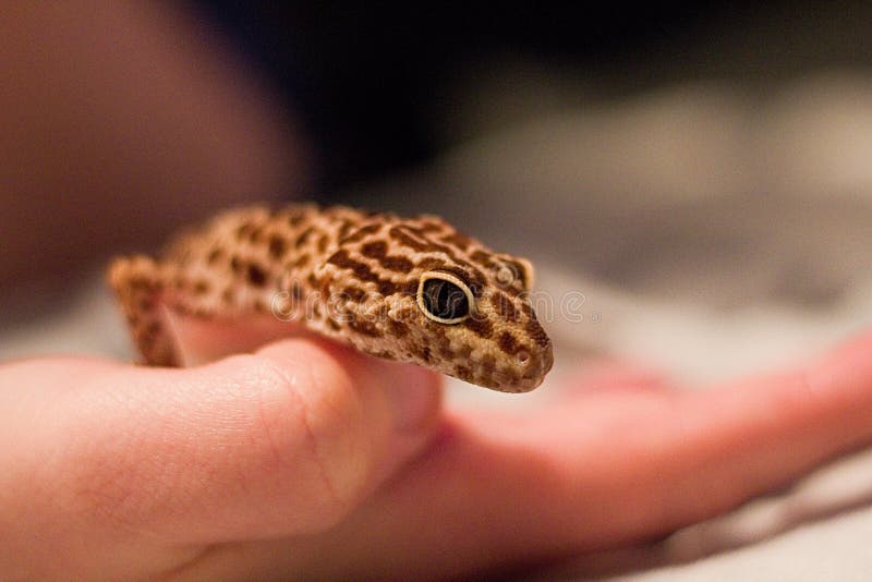 Spotted Leopard Gecko Up Close on Hand Stock Image - Image of lizard ...