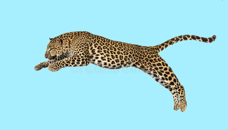 Spotted Leopard Leaping, Panthera Pardus on Blue Stock Photo - Image of ...