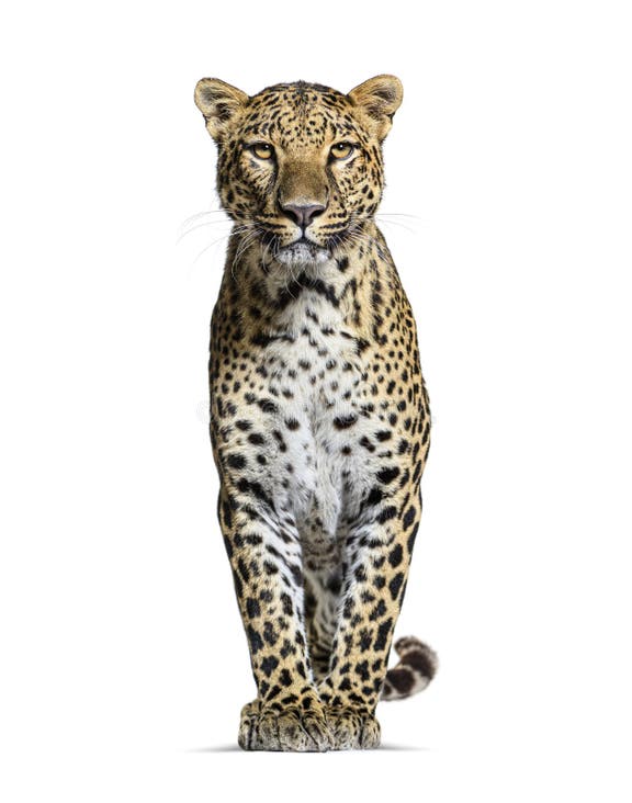 Spotted Leopard Standing in Front and Facing at the Camera, Isolated ...