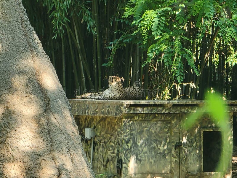 A Spotted Leopard is Sunning on the Cement Structure Stock Photo ...