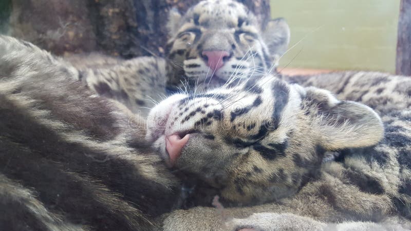 Spotted Leopards stock photo. Image of leopards, spotted - 126980466