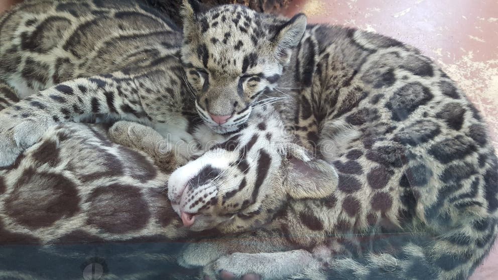 Spotted Leopards stock photo. Image of cute, spotted - 126980510