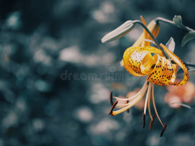 Red with Spotted Lily Flower Isolated on White Background Stock Photo ...