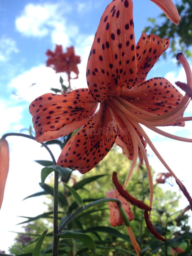 Red with Spotted Lily Flower Isolated on White Background Stock Photo ...