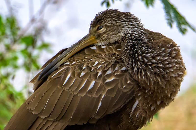 Limpkin Bird in marsh stock photo. Image of fowl, standing - 106657780
