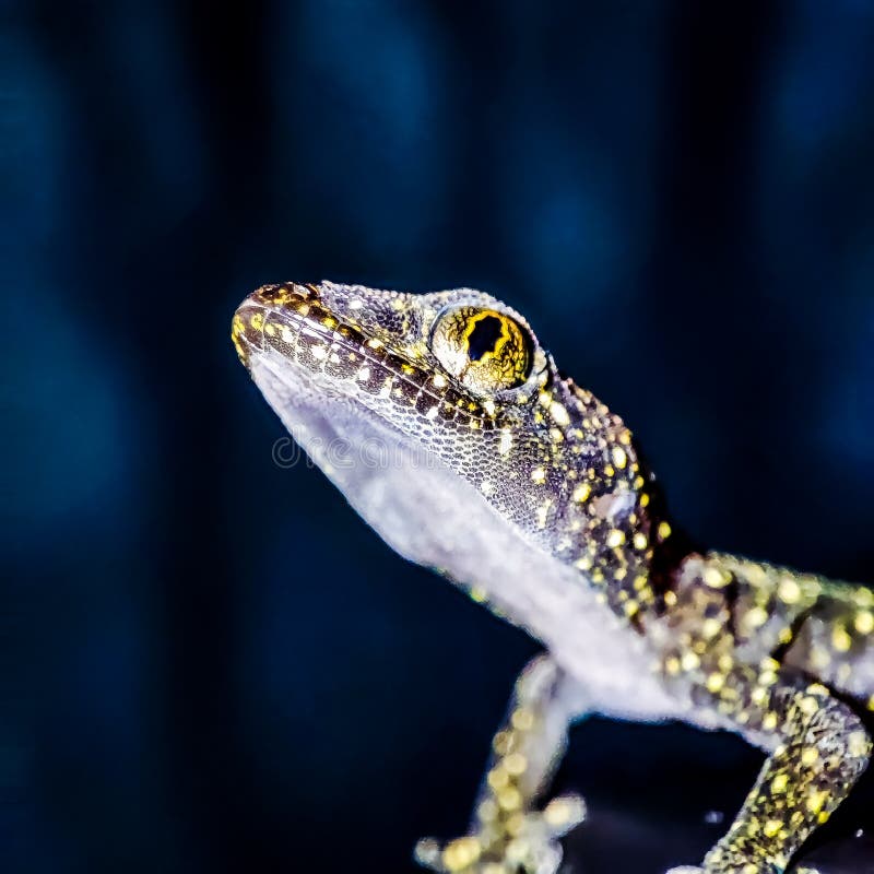 Lizard looking up stock image. Image of nature, plant - 12759979