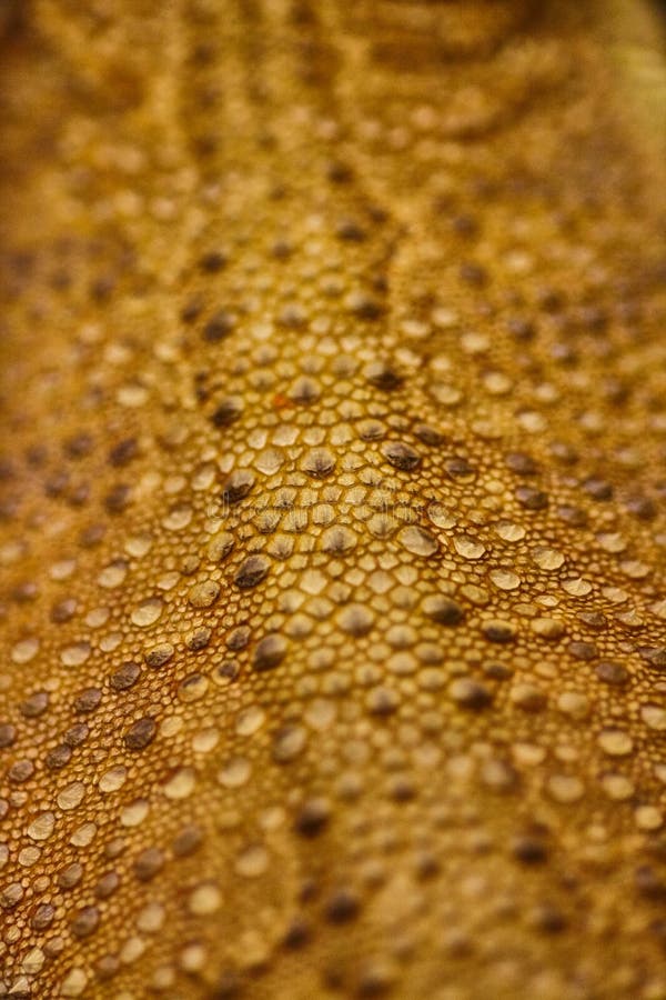 A Spotted Lizard Skin with Brown and Dark Brown Spots Stock Photo ...