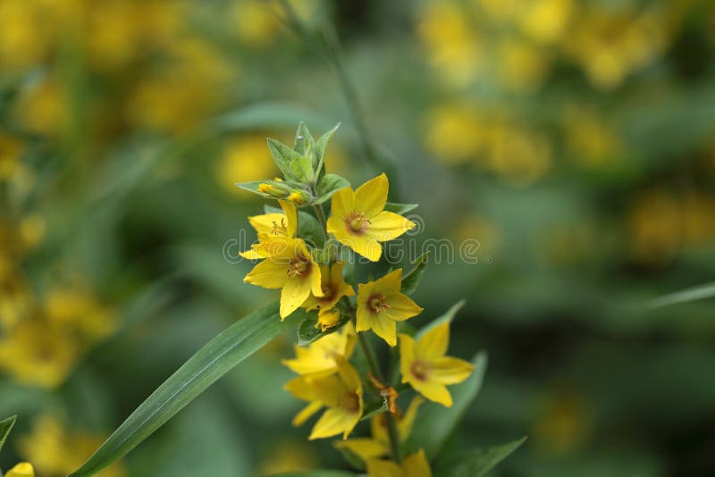 Spotted Loosestrife (Lysimachia Punctate). Stock Image - Image of ...