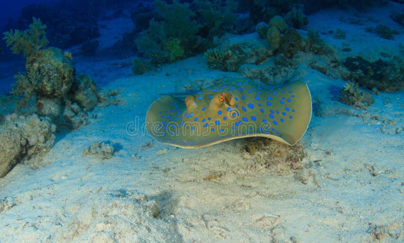 A Spotted Manta Ray with Blue Dots, Lying on the Bottom of the Reef ...