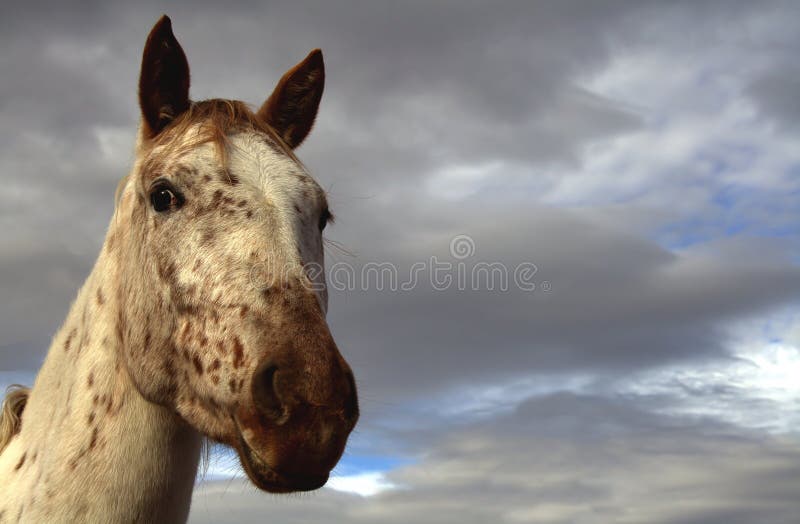 Spotted Mare Picture. Image: 3807308