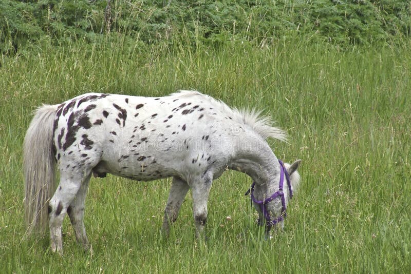 Spotted Mini Grazing in the Field Stock Image - Image of country ...