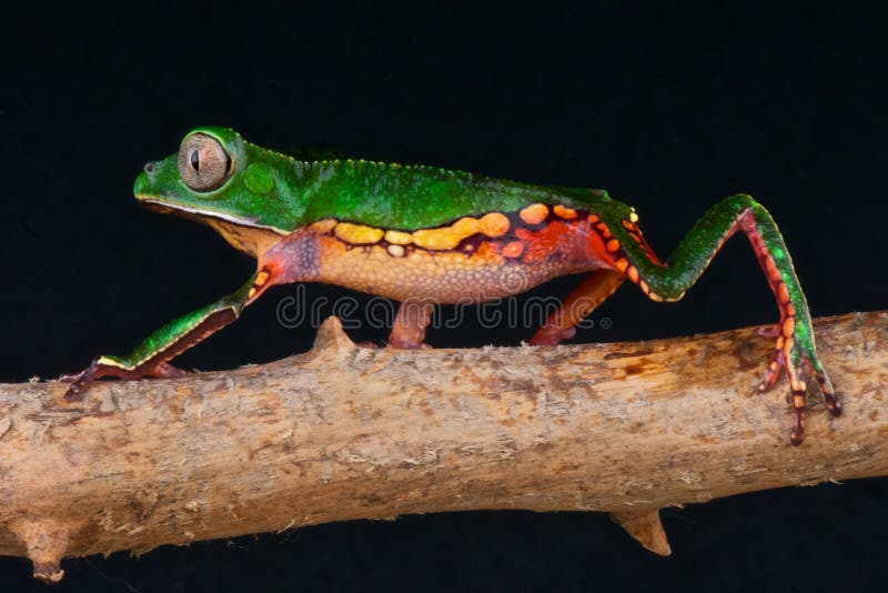 Spotted monkey tree frog stock image. Image of green - 19412599