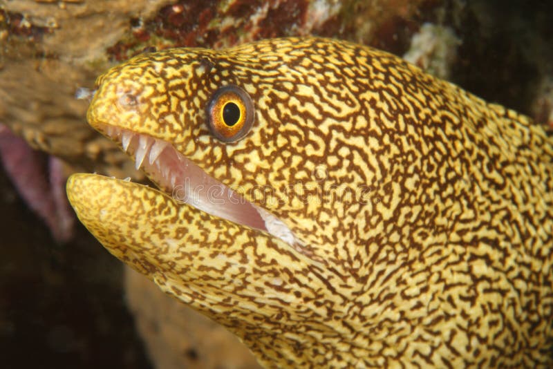 Golden Tail Moray Eel stock image. Image of caribbean - 11159771