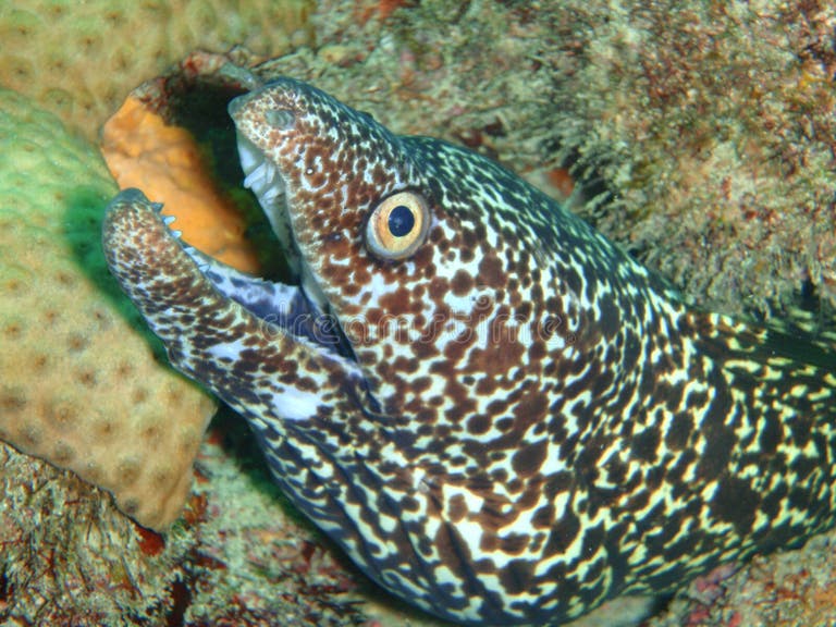 2,396 Moray Eel Teeth Stock Photos - Free & Royalty-Free Stock Photos ...