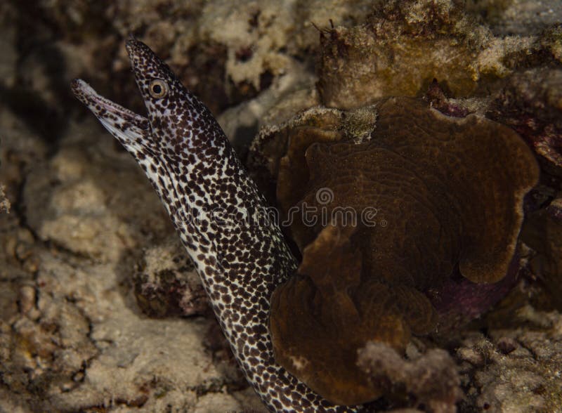 Spotted Moray Eel stock image. Image of dive, marine - 175664067