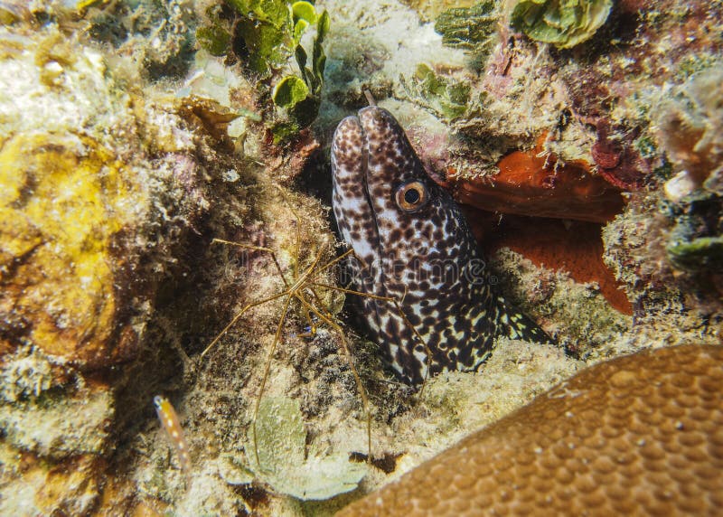 Spotted Moray Eel - Roatan, Honduras Stock Image - Image of scuba ...