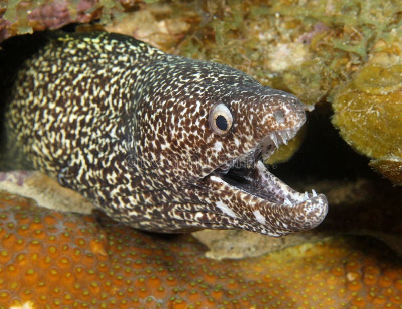 Spotted Moray Eel ,utila,honduras Underwater Snake Stock Photo - Image ...