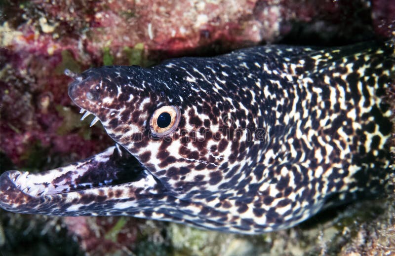Spotted moray ell stock image. Image of island, coral - 4314995