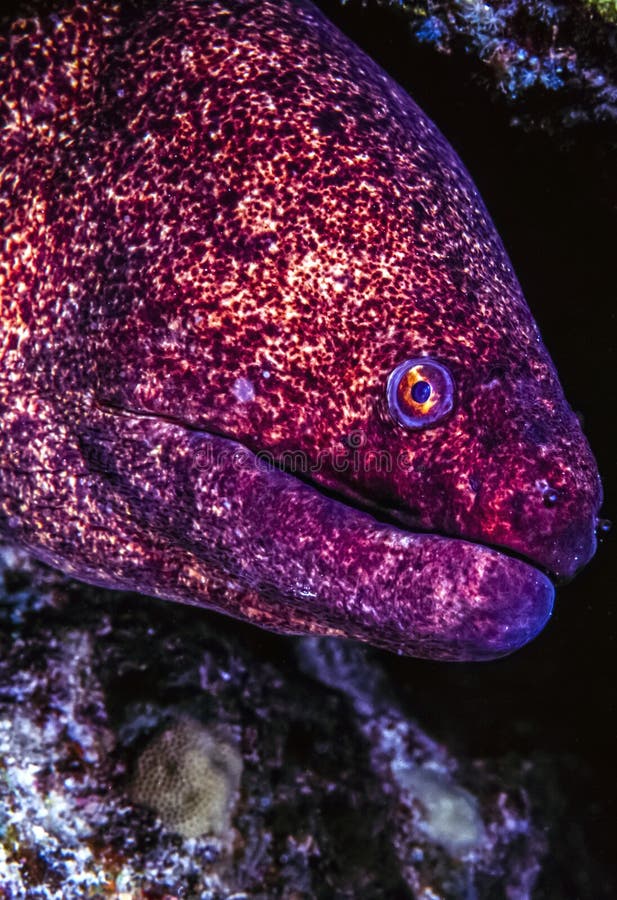 Spotted Moray ell stock image. Image of like, white, snake - 63871221