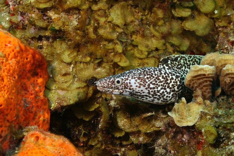 Spotted Moray (Gymnothorax Moringa) - Cozumel, Mex Stock Image - Image ...
