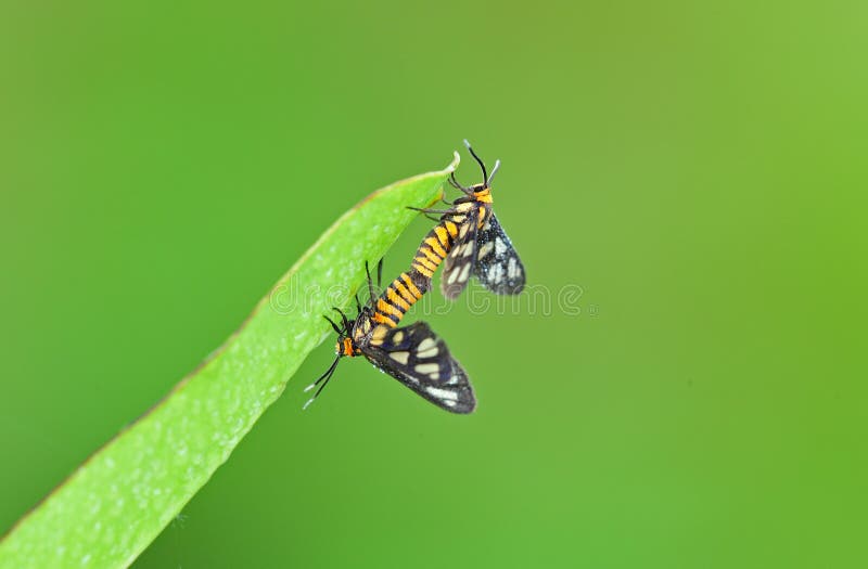 Spotted moth mating stock image. Image of leaf, closeup - 26714371