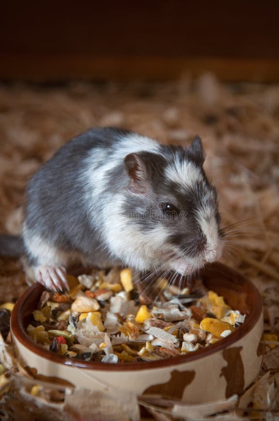 Spotted mouse (rodent) stock photo. Image of medicine - 36445190