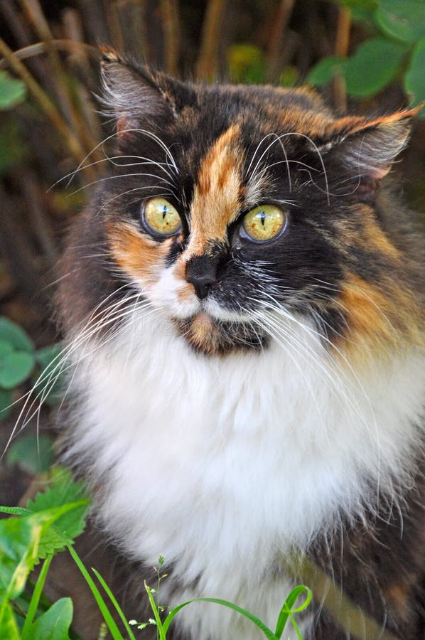 Multicolor cat on the car stock image. Image of female - 33963497