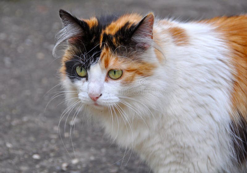 Spotted multicolor cat stock image. Image of domestic - 44189585