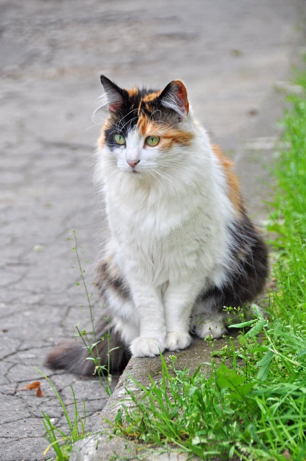 Spotted multicolor cat stock photo. Image of hungry, feet - 42197904