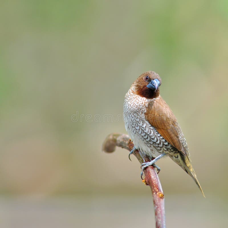 Spotted Munia on a Tree Branch Stock Photo - Image of branch, finch ...