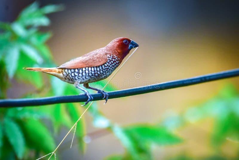 Spotted Munia on a Tree Branch Stock Photo - Image of branch, finch ...