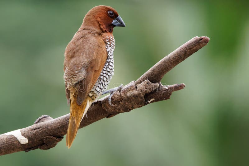 Spotted Munia on a Tree Branch Stock Photo - Image of branch, finch ...