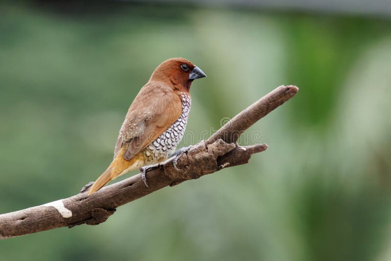 Spotted Munia on a Tree Branch Stock Photo - Image of tree, shorebird ...