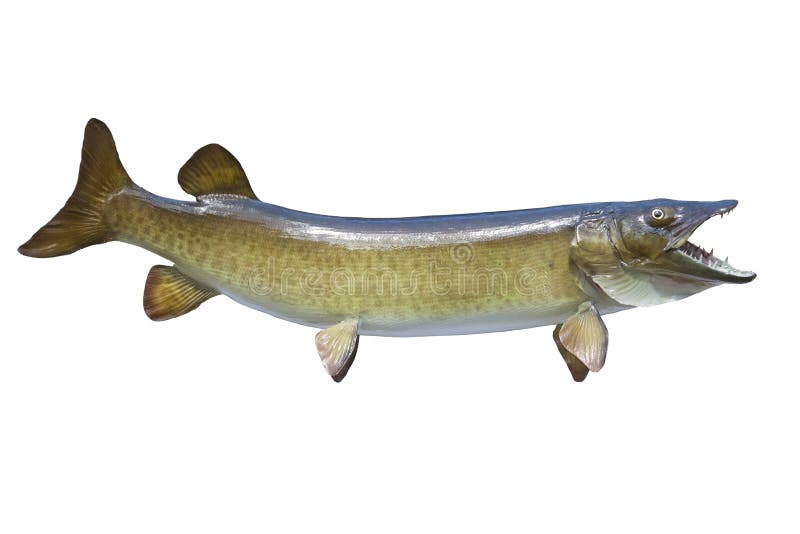Spotted Muskellunge or Muskie Isolated on White Stock Image - Image of ...