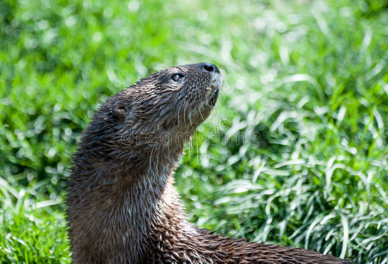Spotted-necked otter stock image. Image of tree, otter - 13246211