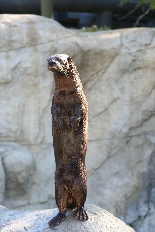 Spotted-necked Otter (Lutra Maculicollis) Stock Image - Image of lutra ...