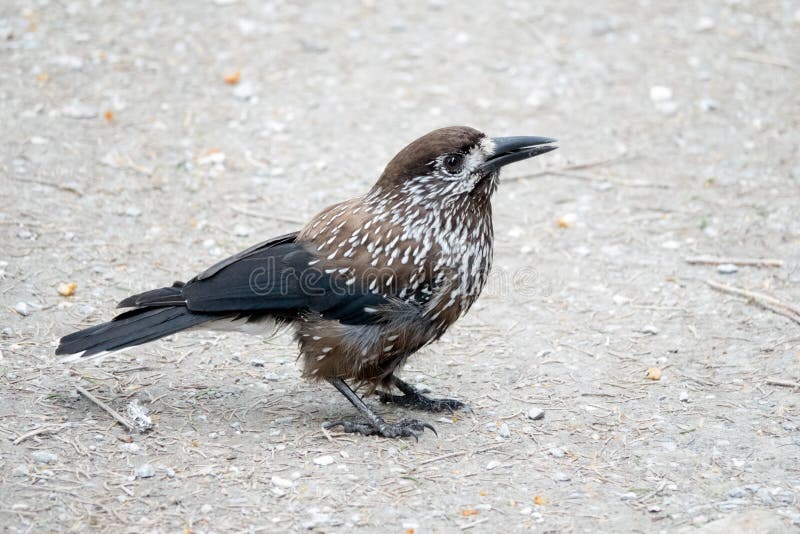 Spotted nutcracker stock image. Image of corvidae, autumn - 93631243