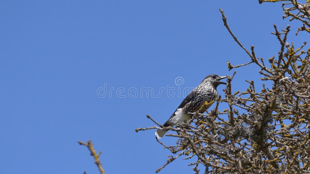 Spotted Nutcracker Laid on Top of a Pine Tree, in the Foreground, with ...
