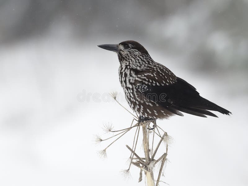 Spotted Nutcracker, Nucifraga Caryocatactes Stock Photo - Image of ... Spotted Nutcracker, Nucifraga Caryocatactes Stock Photo - Image of ...