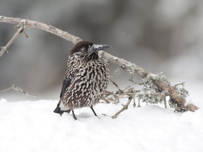 Spotted Nutcracker, Nucifraga Caryocatactes Stock Image - Image of ... Spotted Nutcracker, Nucifraga Caryocatactes Stock Image - Image of ...