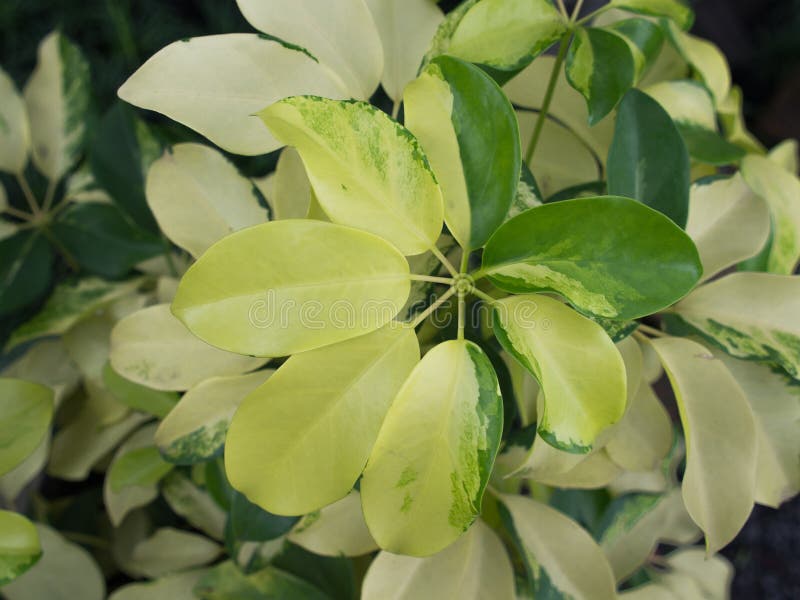 The Spotted Octopus Tree Leaves Stock Image - Image of nature ...