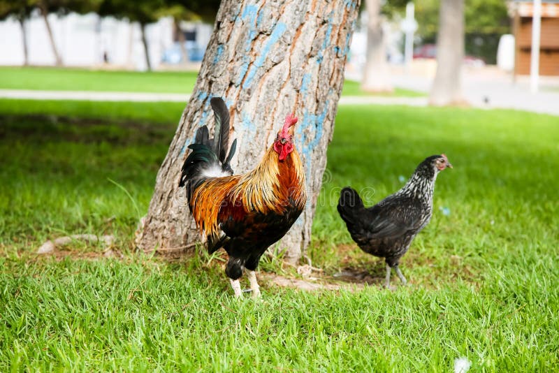 846 Spotted Rooster Stock Photos - Free & Royalty-Free Stock Photos ...